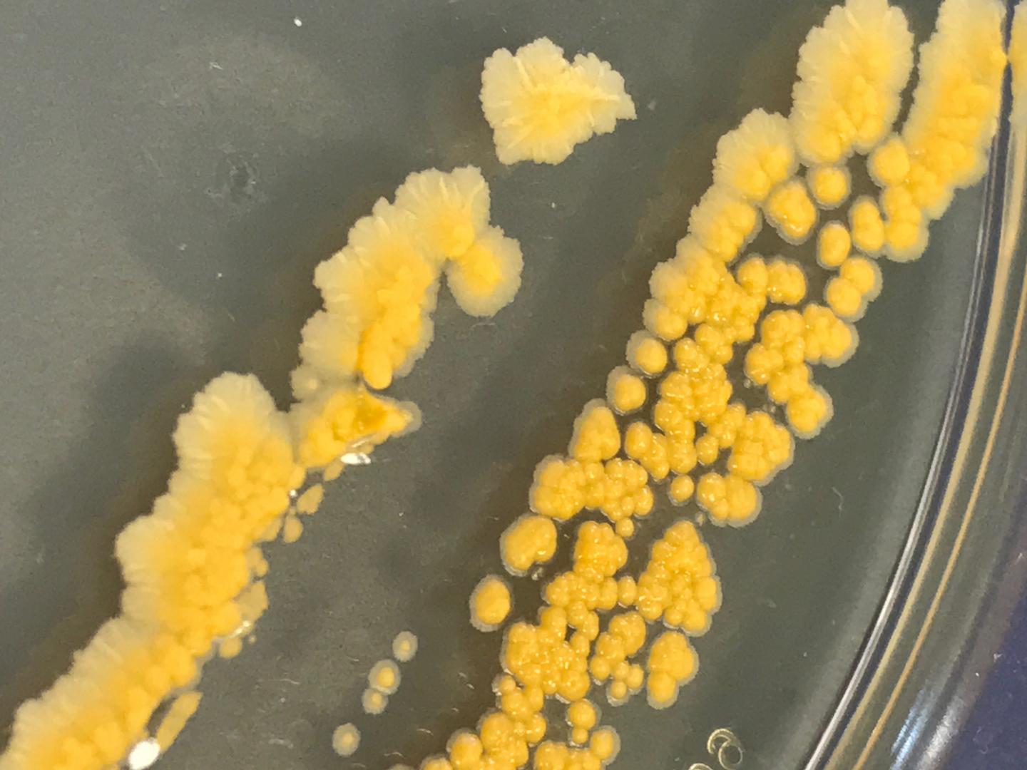 Bacteria Growing after Being F [IMAGE] | EurekAlert! Science News Releases