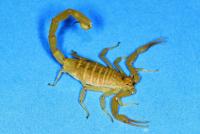 First scorpion antivenom approved by FDA | EurekAlert!