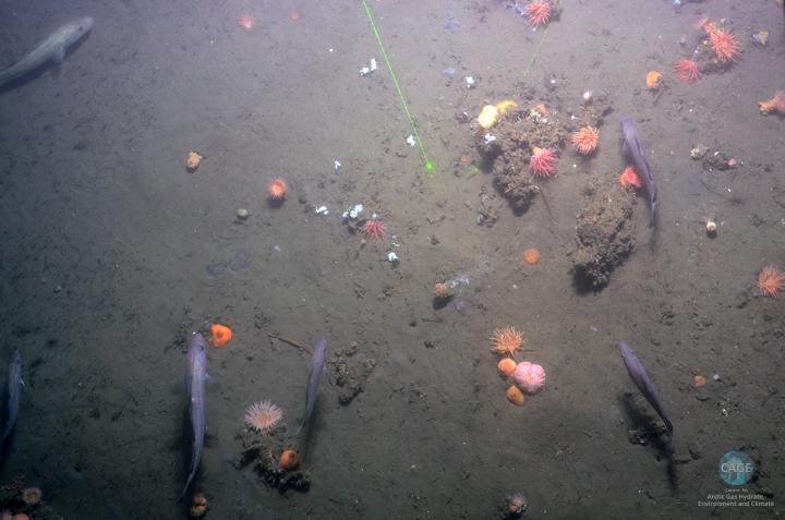 Deep Arctic Ocean Methane Seep [IMAGE] | EurekAlert! Science News Releases