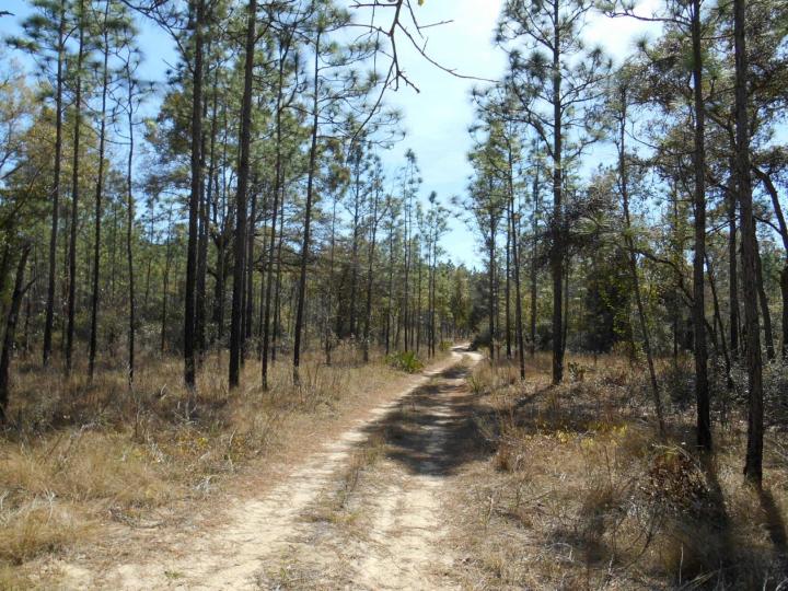 Lake Kerr, Ocala National Fore [IMAGE] | EurekAlert! Science News Releases