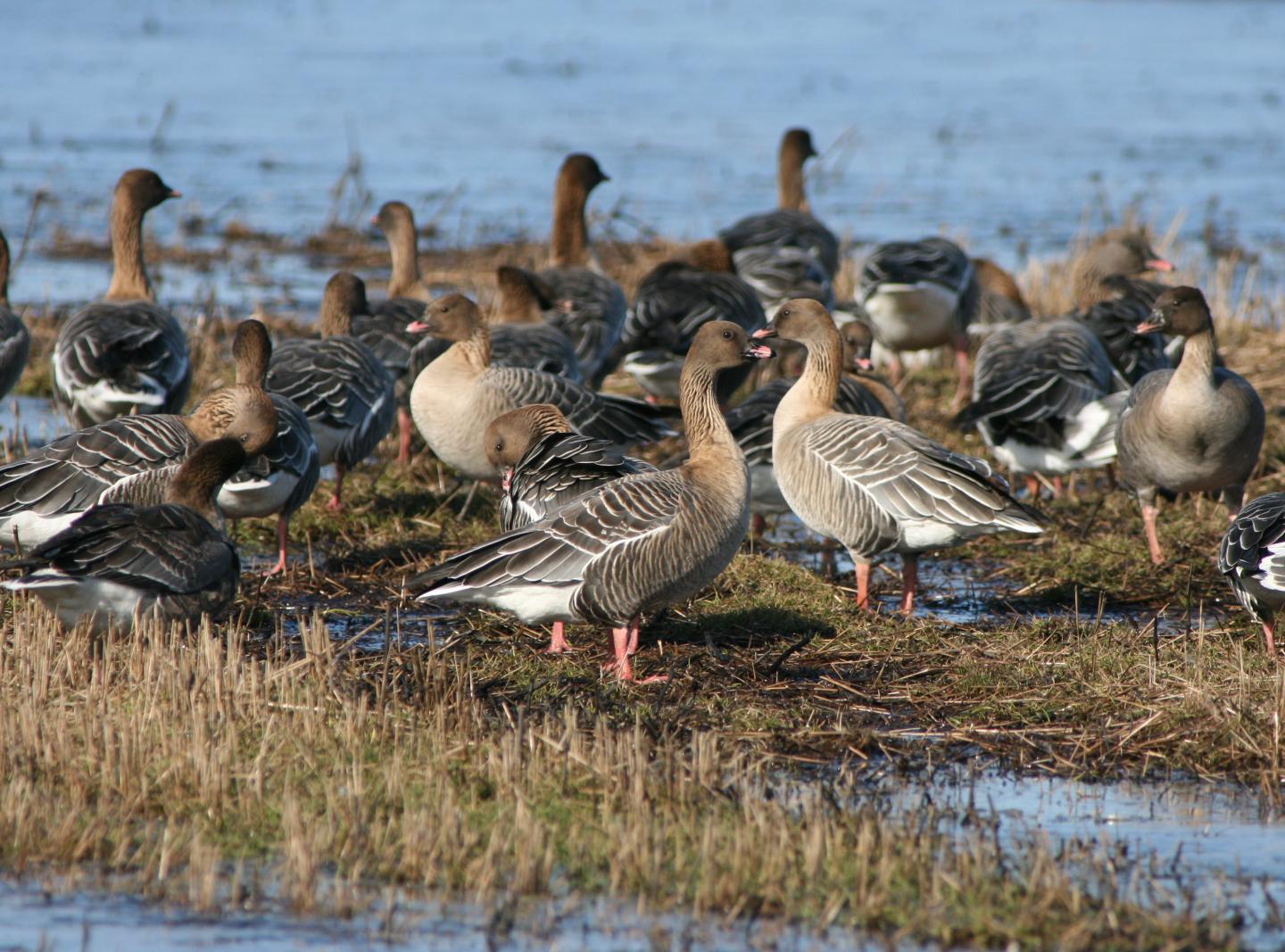 Maize fields entice geese to winter in Denmar | EurekAlert!