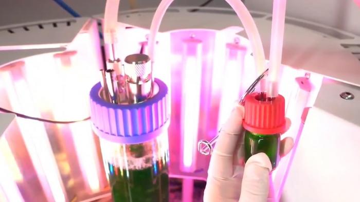 Photobioreactor [IMAGE] | EurekAlert! Science News Releases