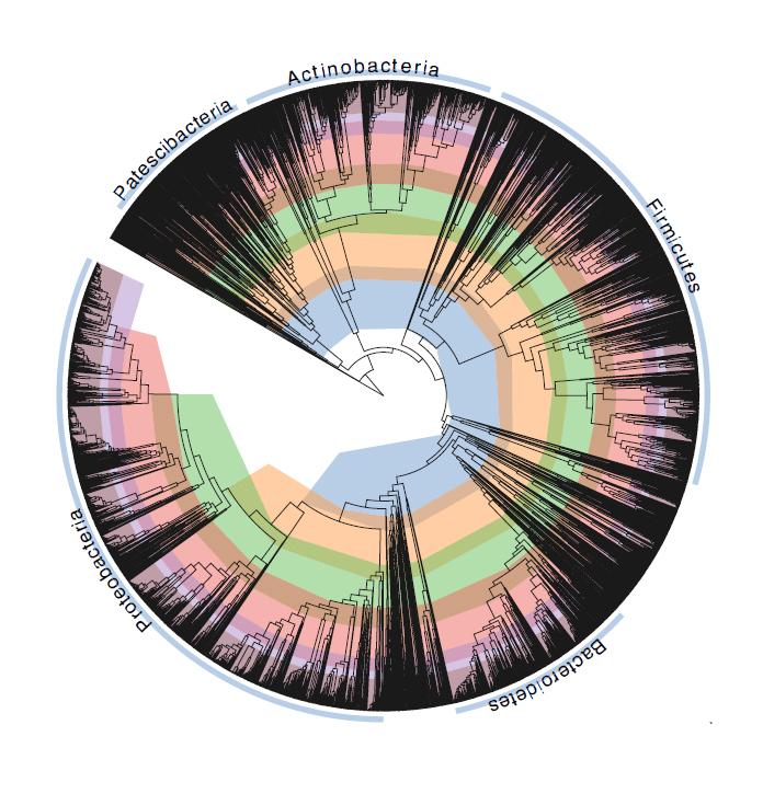 Scientists 'fix' bacterial tree of life | EurekAlert!