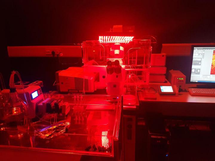 A Light-Responsive Biofilm Squashes Bacterial | EurekAlert!