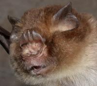 Just how blind are bats? Color vision gene st | EurekAlert!