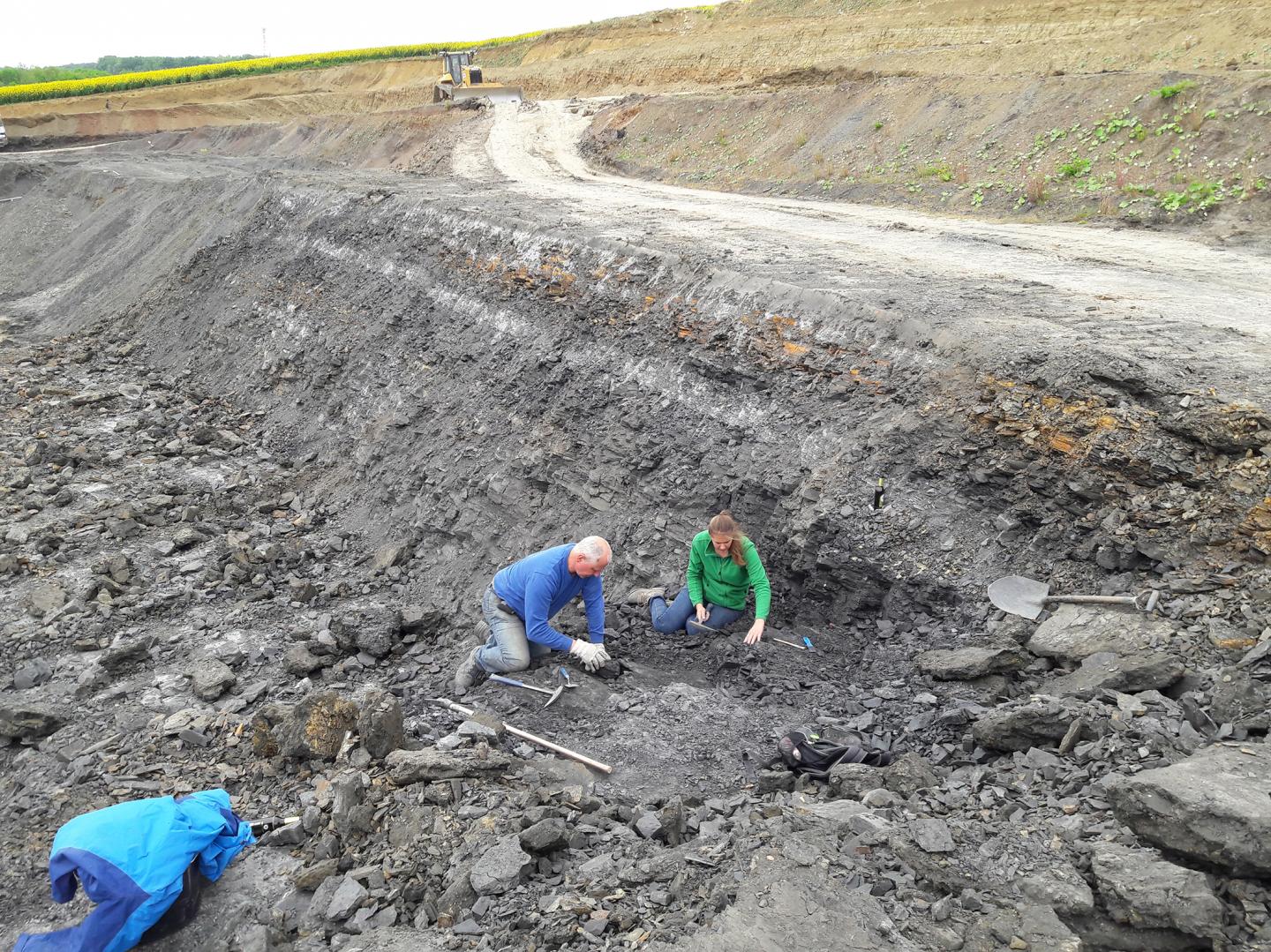 Earliest-Ever Fossil Evidence [IMAGE] | EurekAlert! Science News Releases