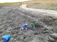 Earliest-Ever Fossil Evidence for Small, Stif | EurekAlert!