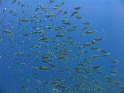 Reefs Lure Fish With Sulfurous [IMAGE] | EurekAlert! Science News Releases