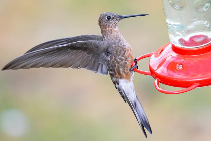 Giant Hummingbird [IMAGE] | EurekAlert! Science News Releases