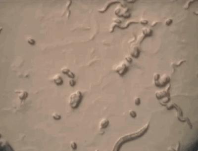 Animation of Roundworms [IMAGE] | EurekAlert! Science News Releases