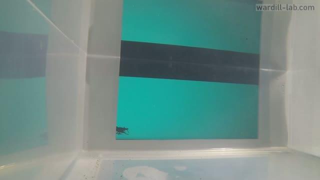 Cuttlefish Use Depth Perception Similar to Ve | EurekAlert!