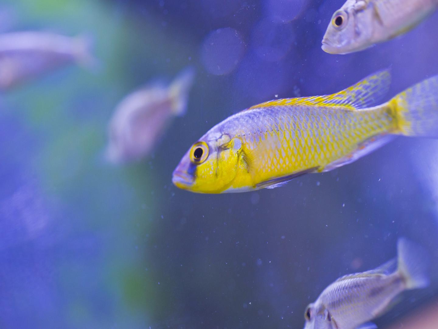 Cichlid Fish in Scott Juntti's [IMAGE] | EurekAlert! Science News Releases