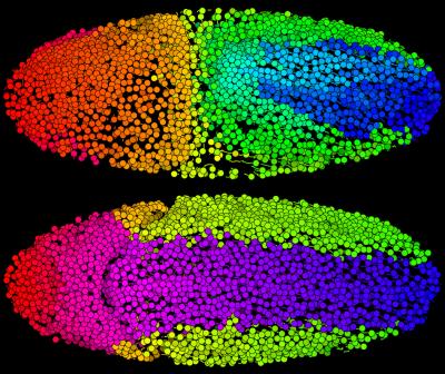 Digital Fruit Fly Embryo, Reco [IMAGE] | EurekAlert! Science News Releases