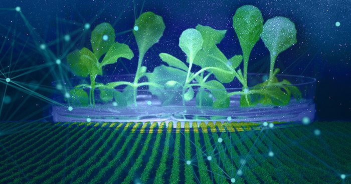 Reimagining ways to grow food [IMAGE] | EurekAlert! Science News Releases