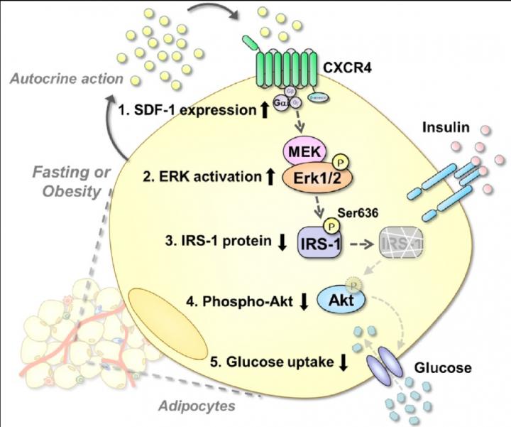 Fig.1 [IMAGE] | EurekAlert! Science News Releases