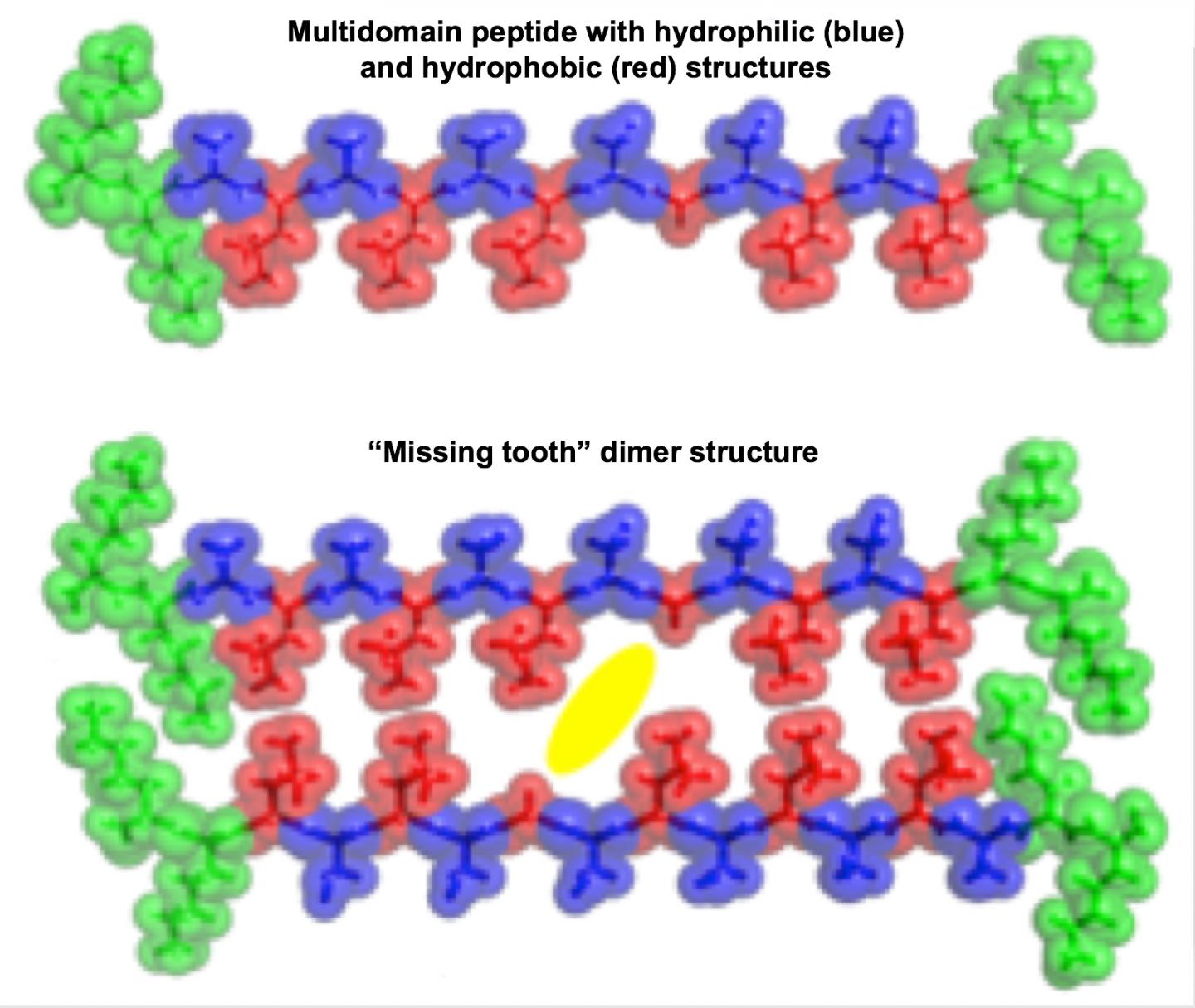 Tooth 3 [IMAGE] | EurekAlert! Science News Releases