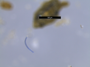 First discovery of microplastics from water t | EurekAlert!
