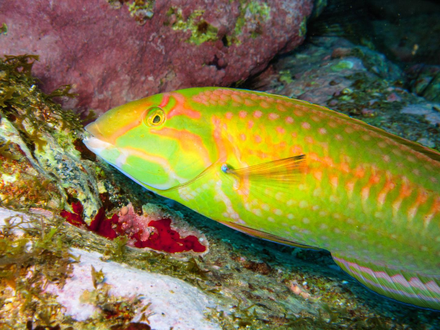 The Atlantic Reef Fish Hali [IMAGE] | EurekAlert! Science News Releases