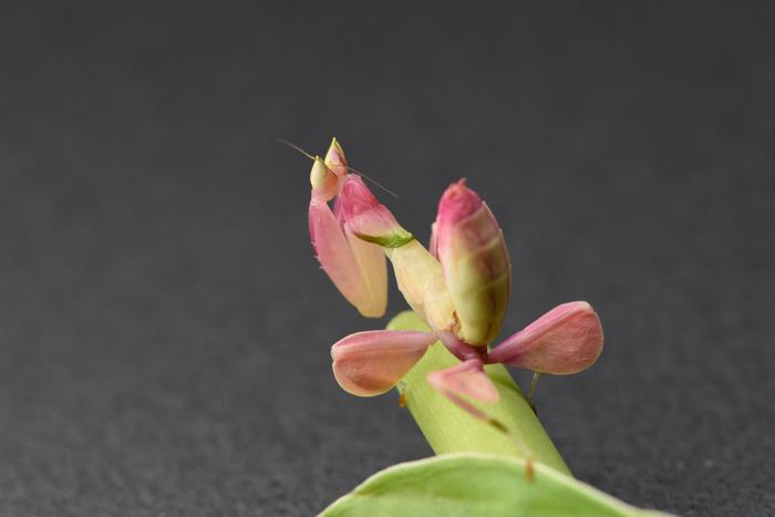 Orchid mantis [IMAGE] | EurekAlert! Science News Releases
