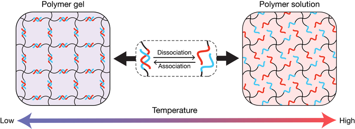 Mechanism of gel formation [IMAGE] | EurekAlert! Science News Releases