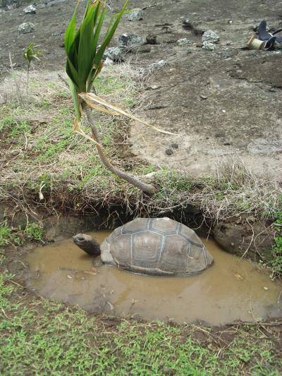 Special Issue on Earth's Disap [IMAGE] | EurekAlert! Science News Releases