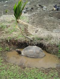 Special Issue on Earth's Disappearing Animals | EurekAlert!