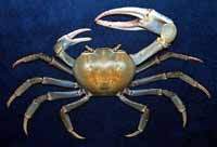 Blue Land Crab ( Cardisoma g [IMAGE] | EurekAlert! Science News Releases