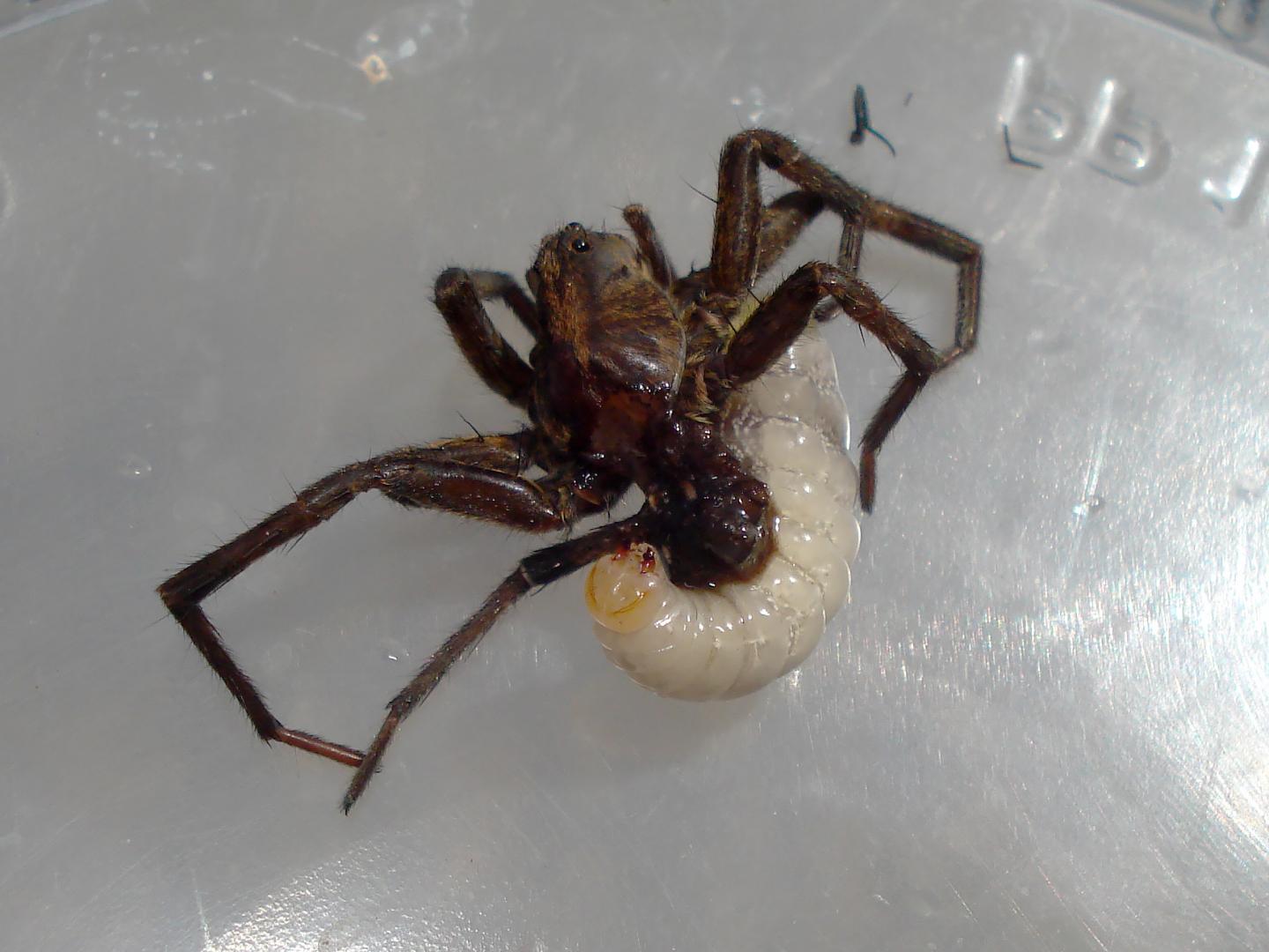To Kill A Wolf Spider: Further [IMAGE] | EurekAlert! Science News Releases