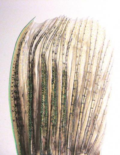 Spiked Structures on Male Zebr [IMAGE] | EurekAlert! Science News Releases