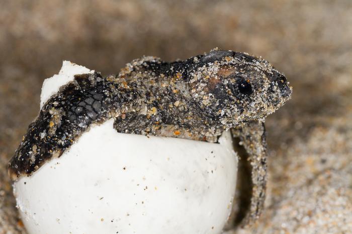 Loggerhead Hatchling [IMAGE] | EurekAlert! Science News Releases