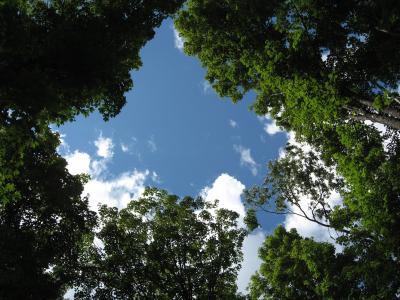 Canopy Gap [IMAGE] | EurekAlert! Science News Releases