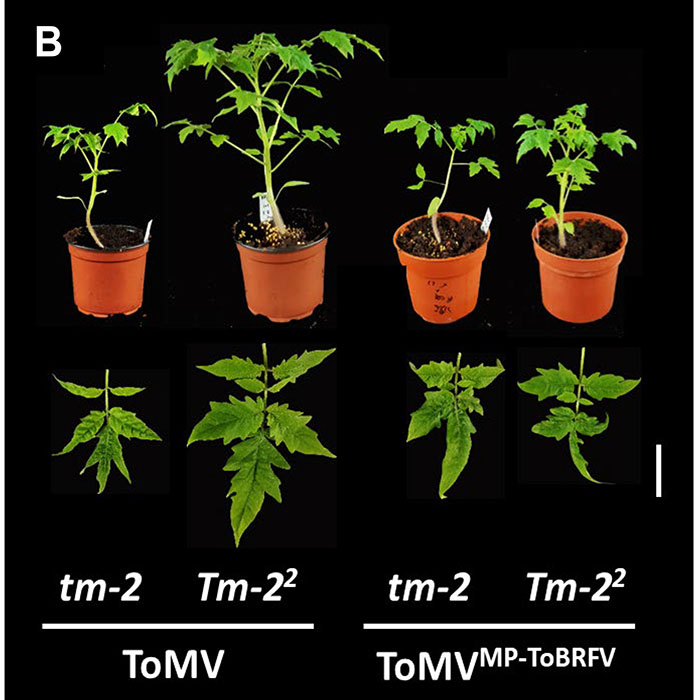 A sequence change in a single protein allowed | EurekAlert!