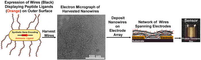 Nanowires, with their chemical [IMAGE] | EurekAlert! Science News Releases