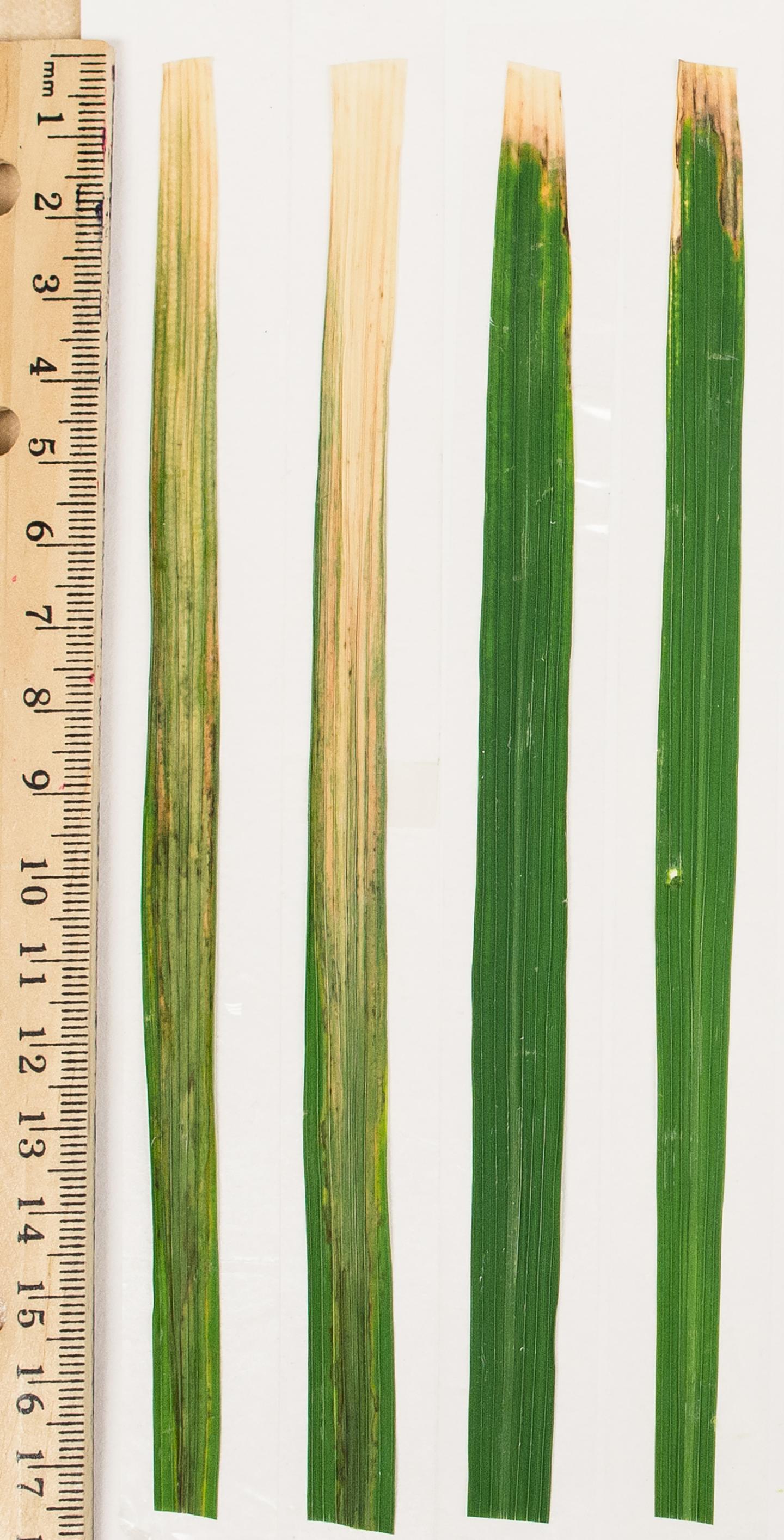 RaxX Protein, The True Activator of Rice Immu | EurekAlert!