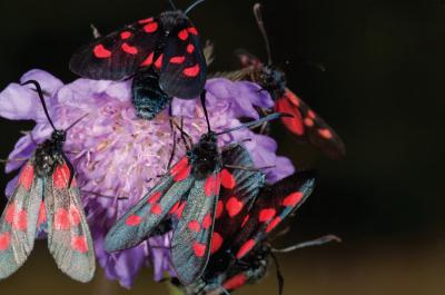 New Forest Burnet and Narrow-B [IMAGE] | EurekAlert! Science News Releases
