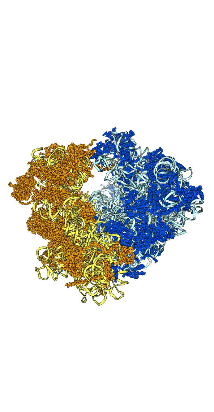 Ribosome [IMAGE] | EurekAlert! Science News Releases
