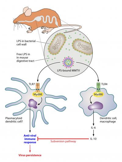 How Harmless Bacteria Gives So [IMAGE] | EurekAlert! Science News Releases