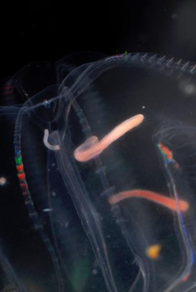 New parasite could be late summer beach pest | EurekAlert!