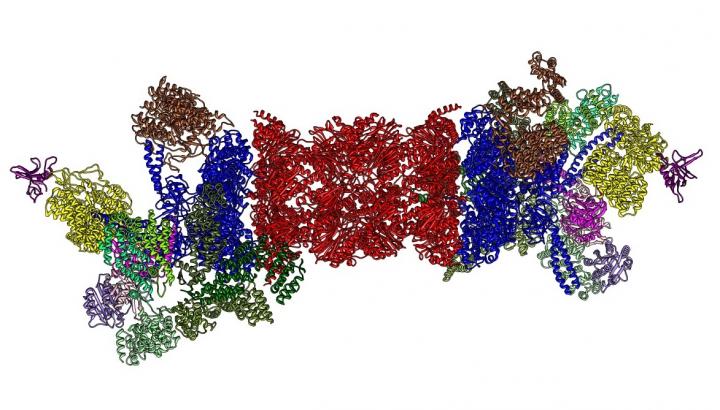 Proteasome [IMAGE] | EurekAlert! Science News Releases