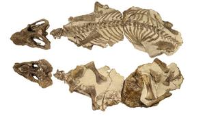 Moschorhinus kitchingi: The ancient stocky su | EurekAlert!