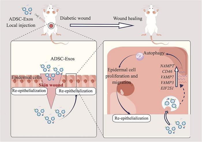 Graphical Abstract [IMAGE] | EurekAlert! Science News Releases