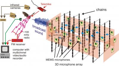 How Bats Keep Out Echo Clutter (4 of 7) | EurekAlert!