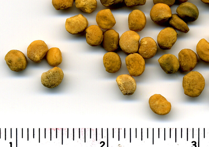 Ginseng seeds [IMAGE] | EurekAlert! Science News Releases