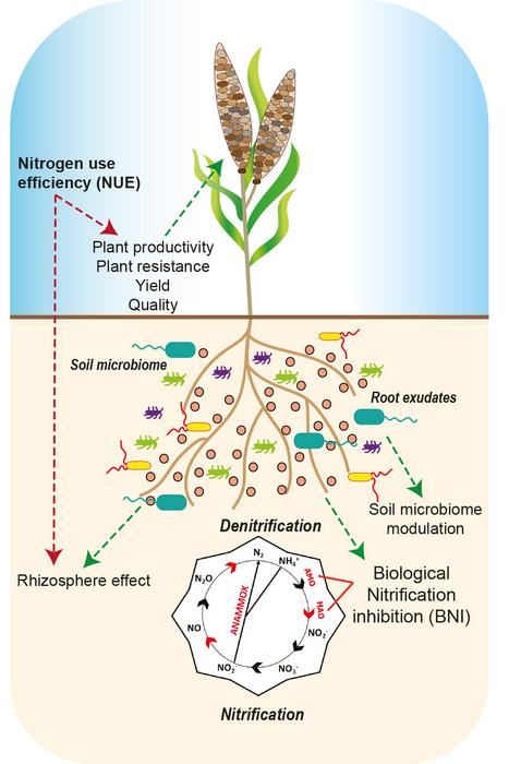 A scheme showing the relations [IMAGE] | EurekAlert! Science News Releases