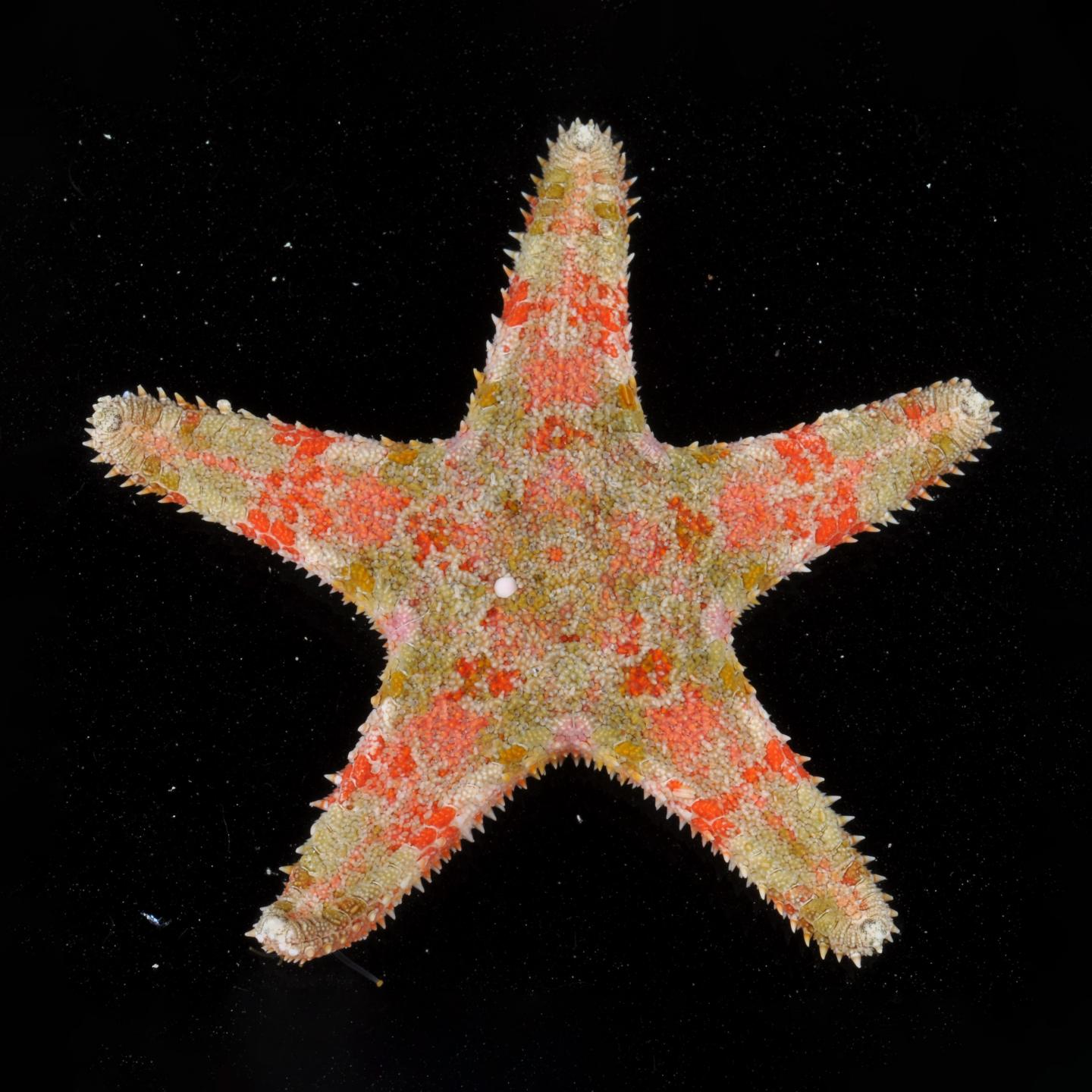 Sea star's ability to clone itself may empowe | EurekAlert!