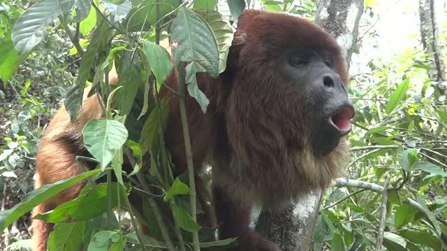 Calls vs. balls: Monkeys with more impressive | EurekAlert!