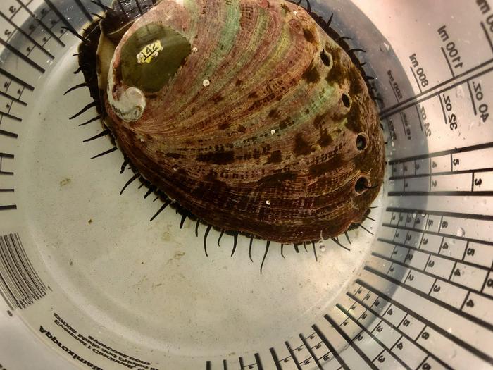 Red abalone in lab [IMAGE] | EurekAlert! Science News Releases