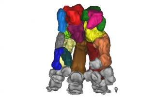 The Evolution of the Elephant's 'Sixth Toe' ( | EurekAlert!