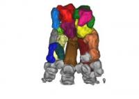 The Evolution of the Elephant's 'Sixth Toe' ( | EurekAlert!