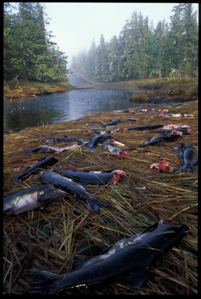 Salmon's Ecological Impact on Watershed Plant | EurekAlert!